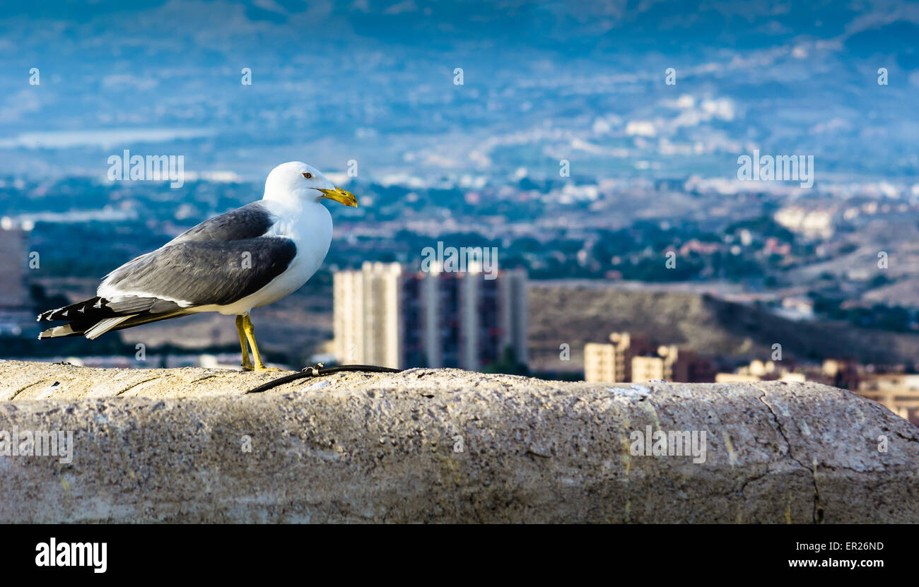 Real seagull standing over a wall of the saint Barbara castel in ...