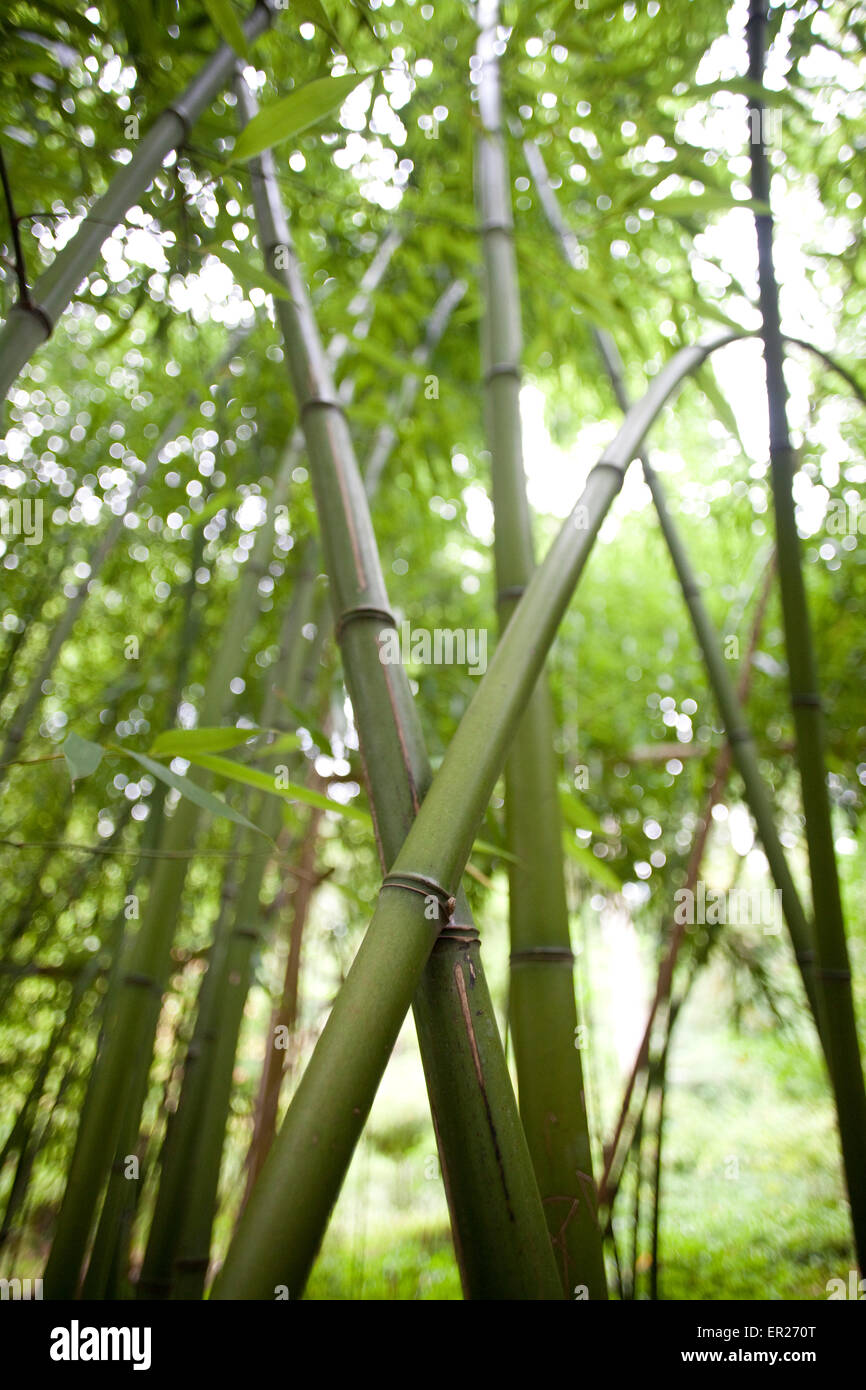 Europe, Germnay, Cologne, bamboo at the Forstbotanischer Garten, an ...