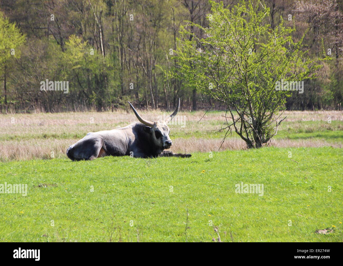 Male Longhorn Hungarian Grey Ox in Summer Green Grass Field Stock Photo ...