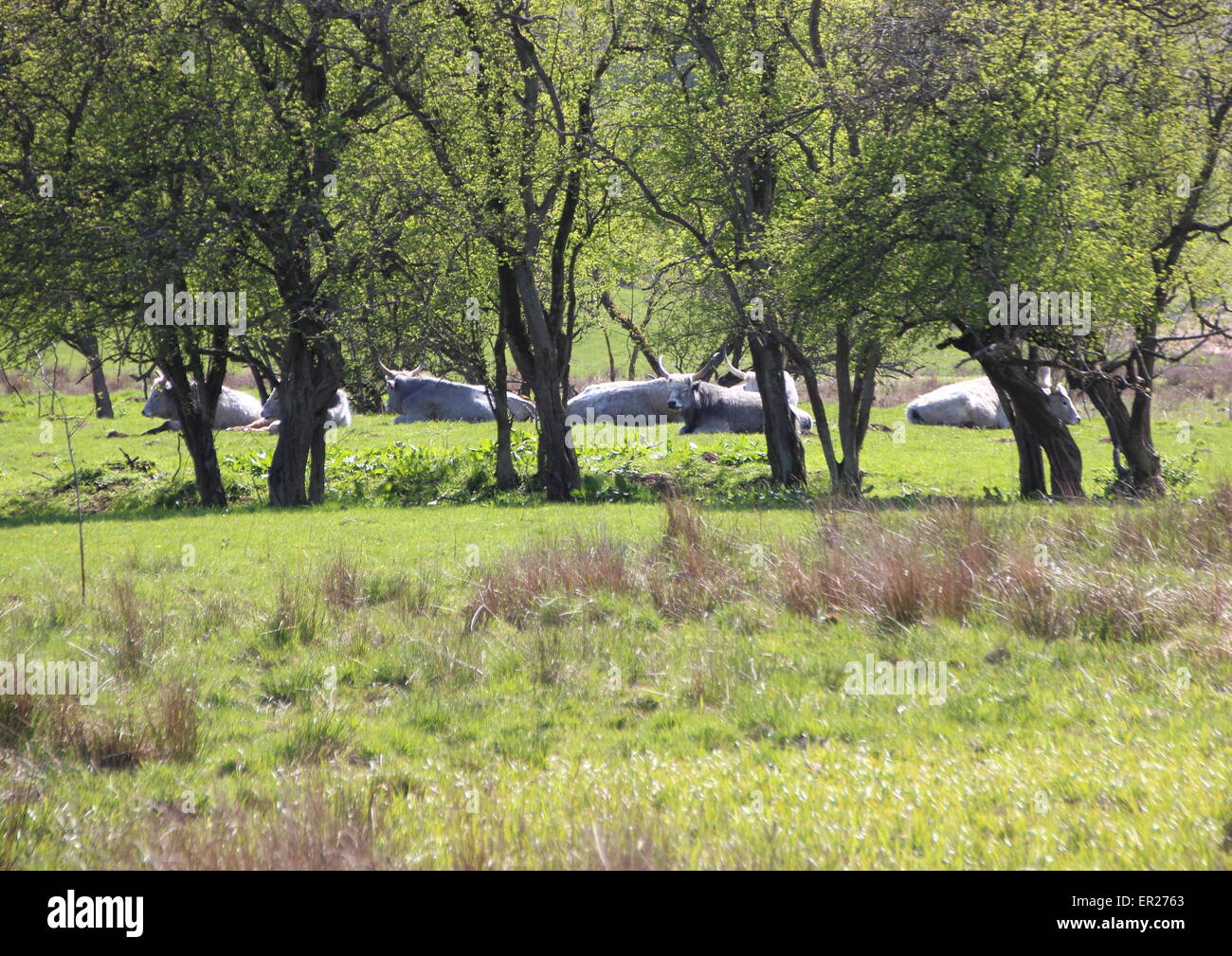 Herd of Longhorn Hungarian Grey Ox Cattle behind Trees in Summer Stock ...