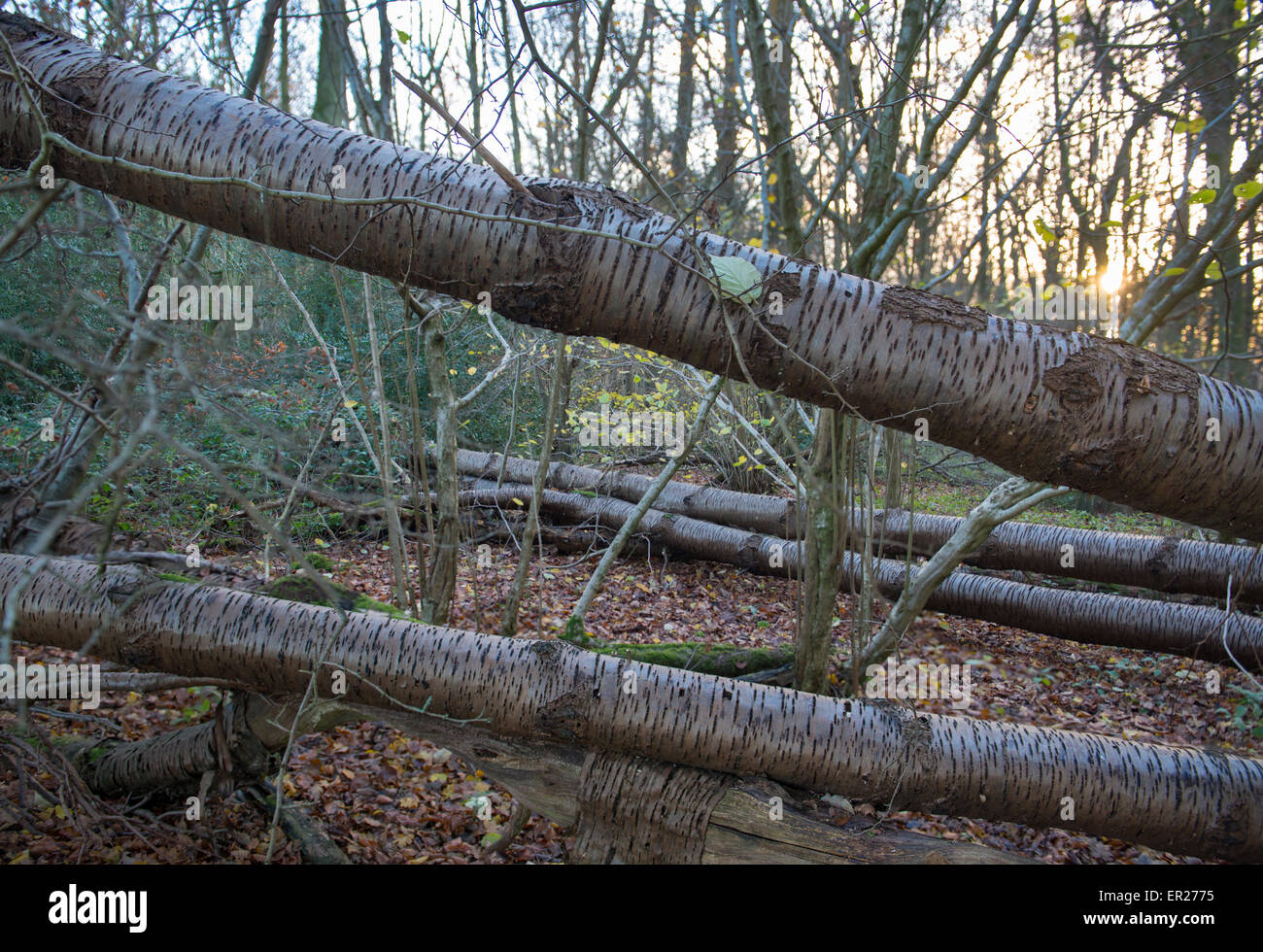 Farthings Wood. Proposed site of HS2 cutting near Little Missenden ...