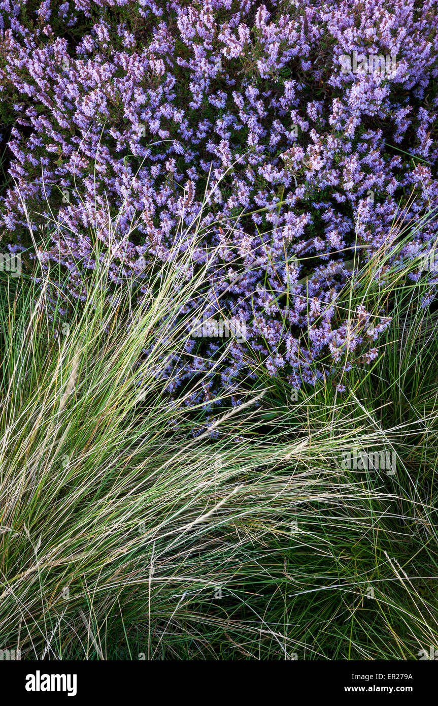 Close up detail of a purple flowering heather and grasses on a hillside ...