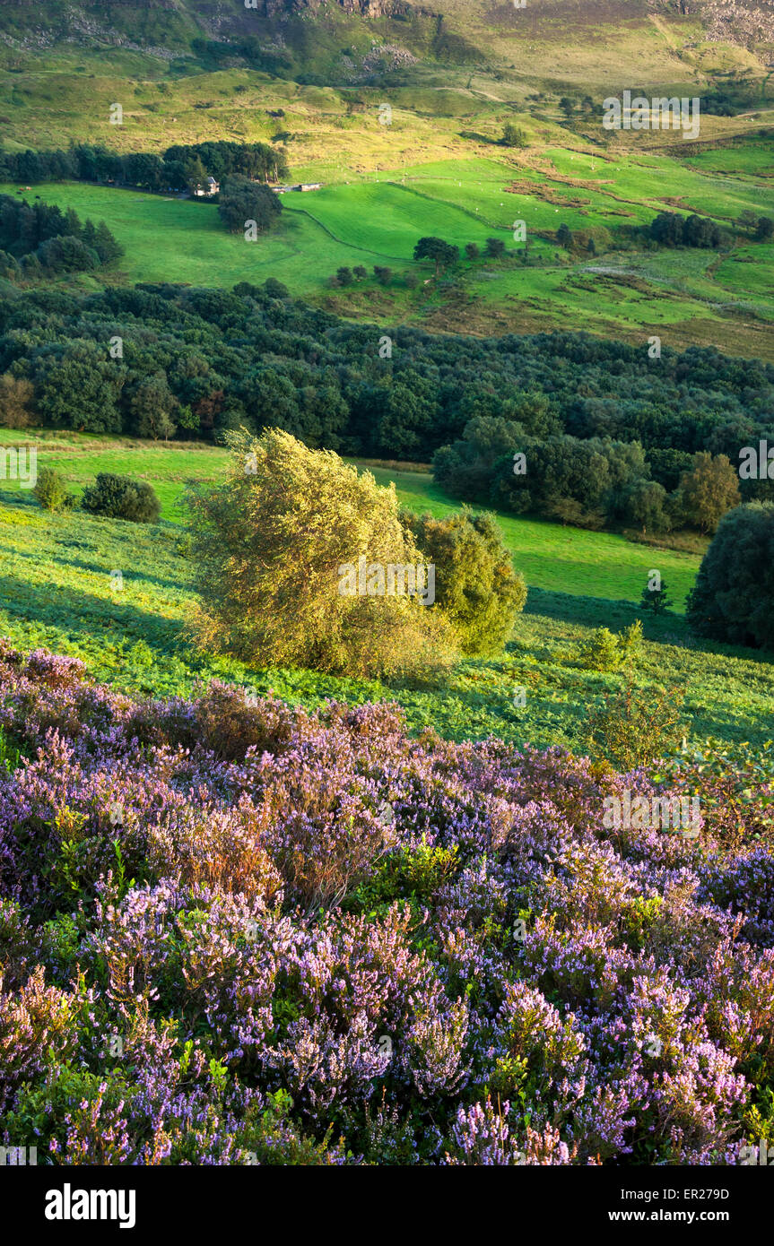 Colourful late summer landscape below Coombes edge, Charlesworth ...