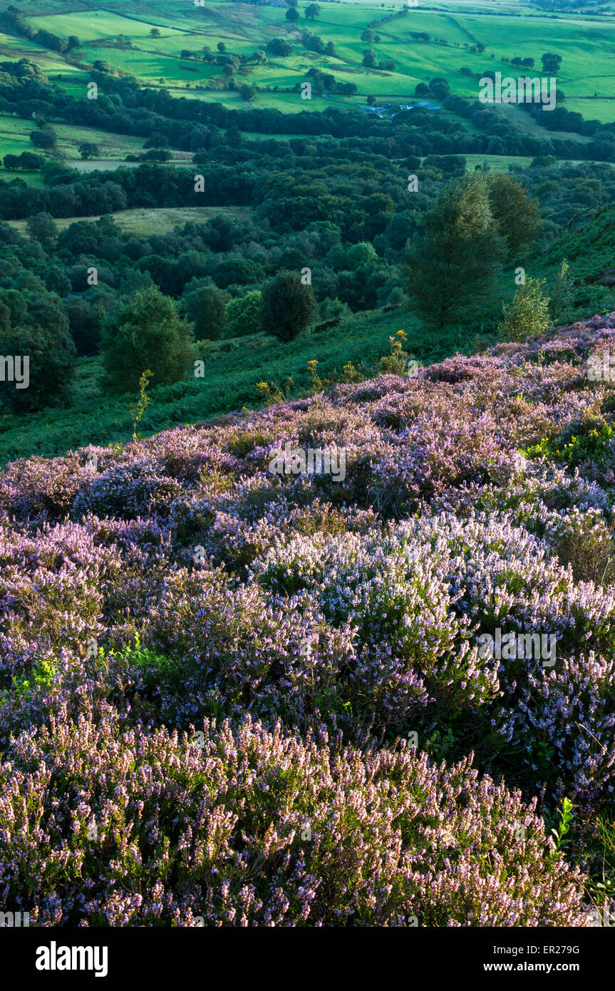 Heather blooming on a hillside above the village of Charlesworth in ...