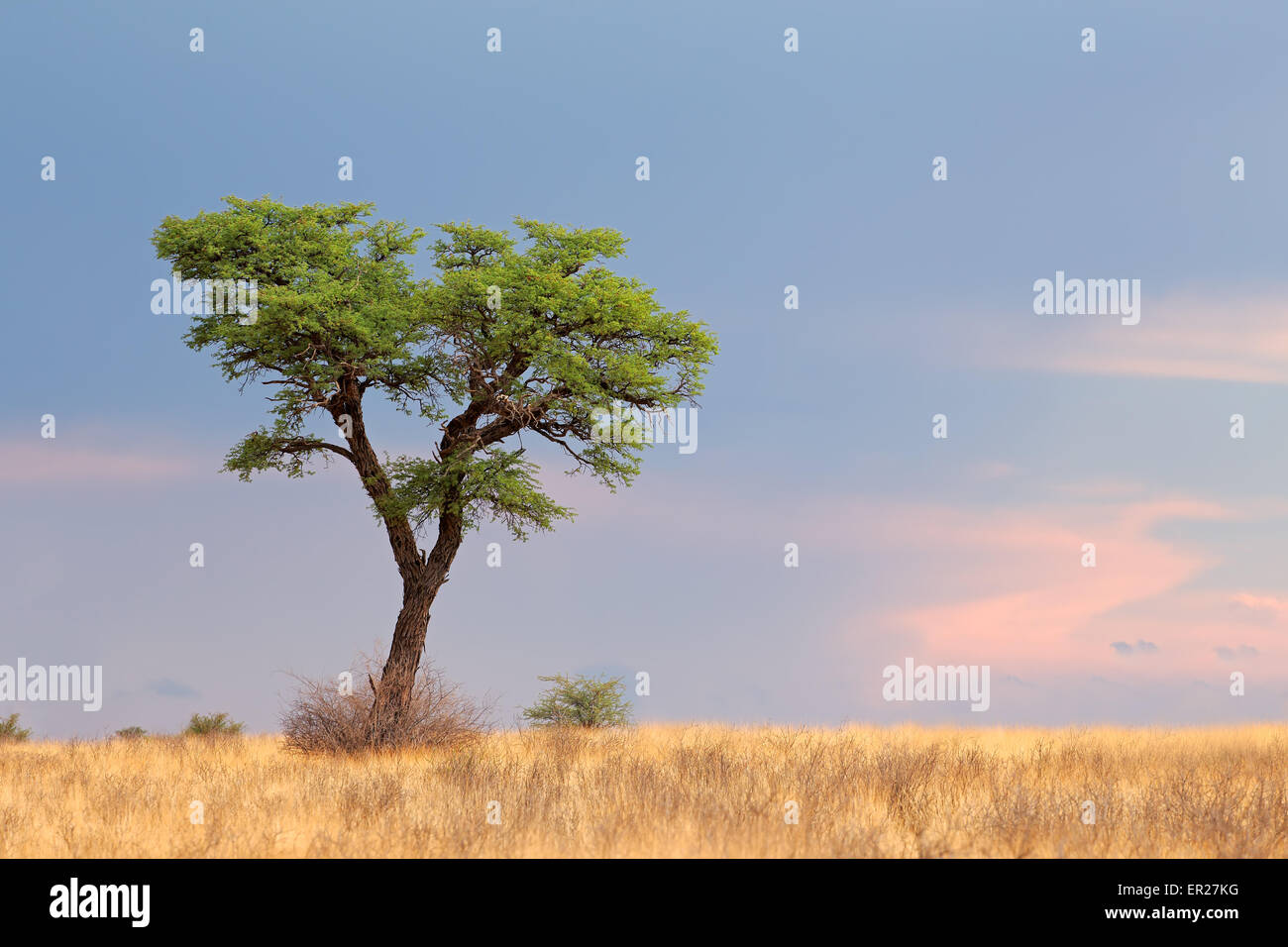 Landscape with a camelthorn Acacia tree (Acacia erioloba), Kalahari ...
