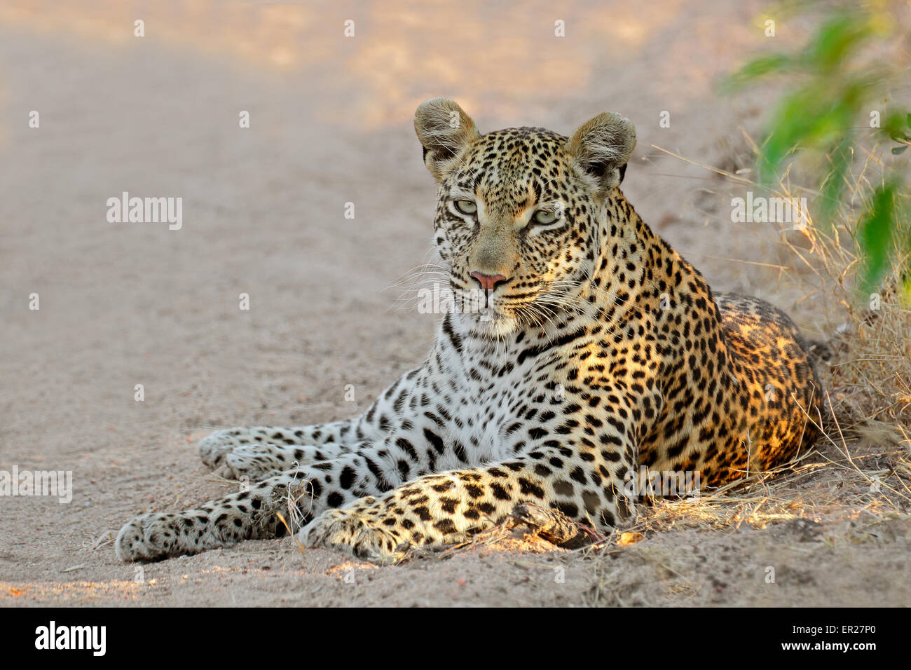 Female leopard hi-res stock photography and images - Alamy