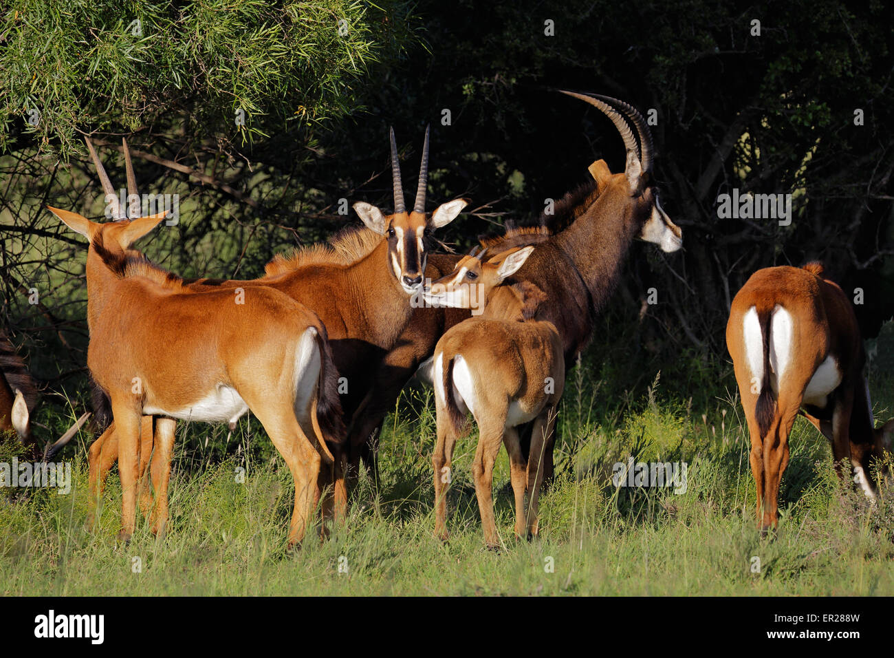 A family group of sable antelopes (Hippotragus niger) in natural ...