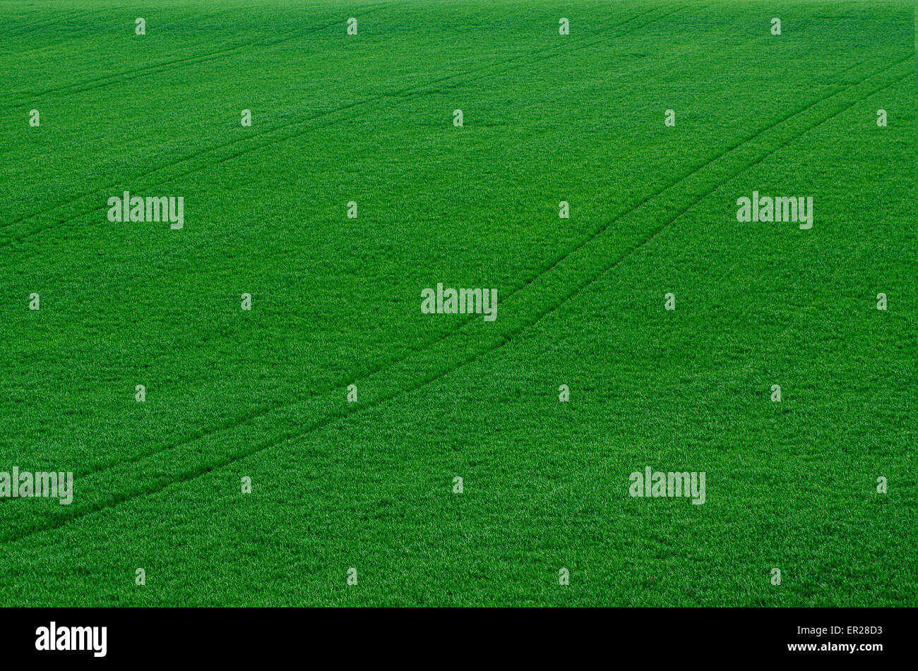 Green grass field background Stock Photo - Alamy