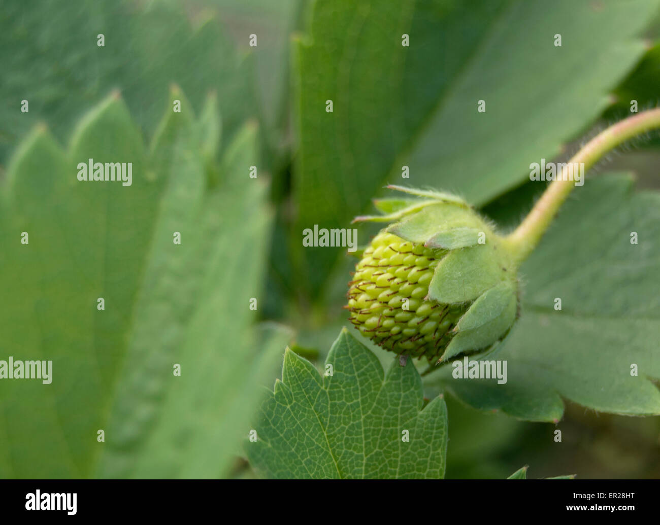 green strawberry close up with green leaves Stock Photo - Alamy