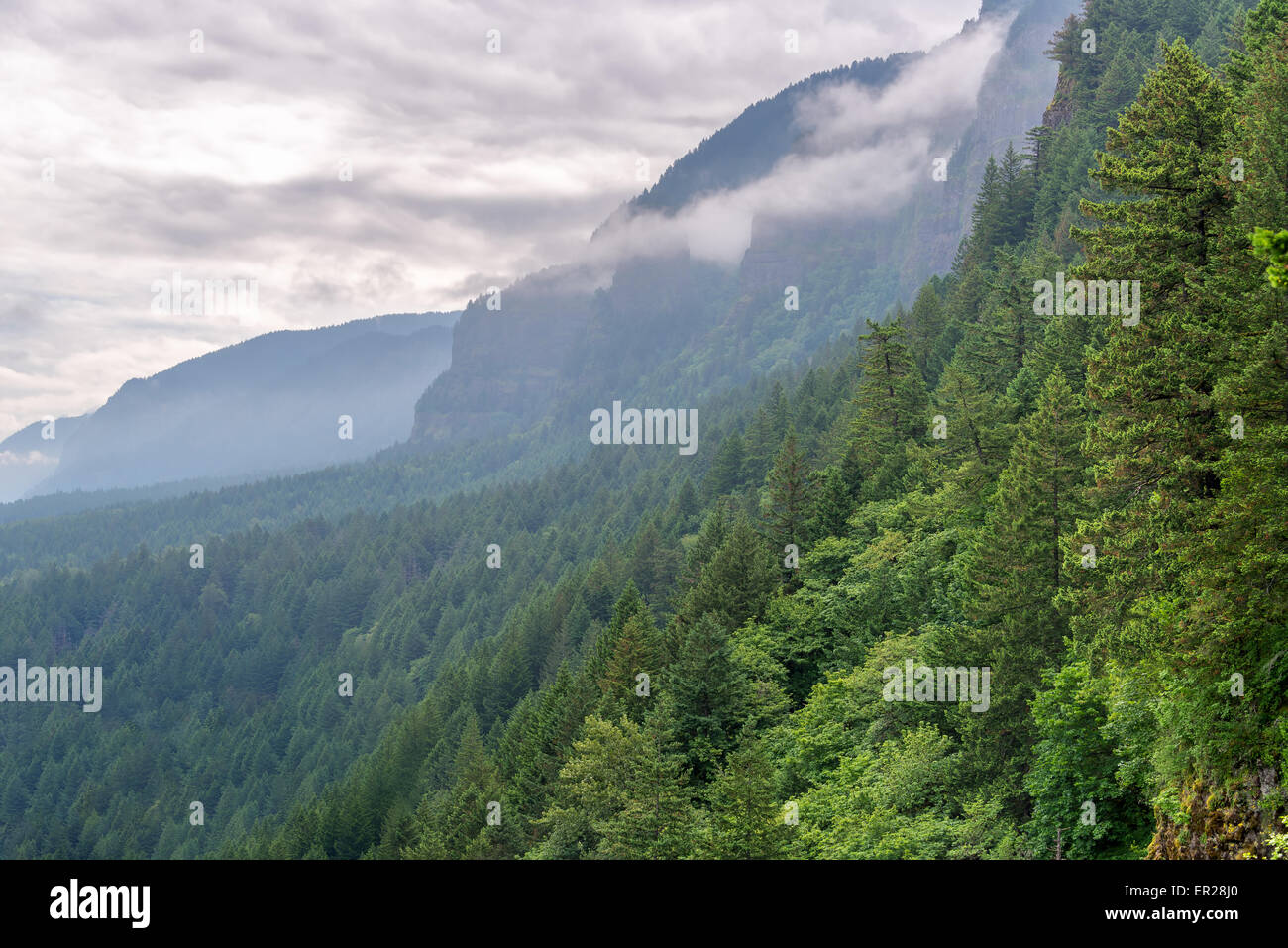 Dense green forest climbing the slopes of the Columbia River Gorge in ...