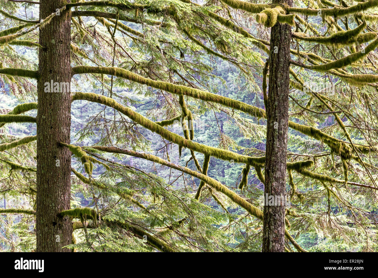 Tall moss covered pine trees in the Columbia River Gorge in Oregon ...