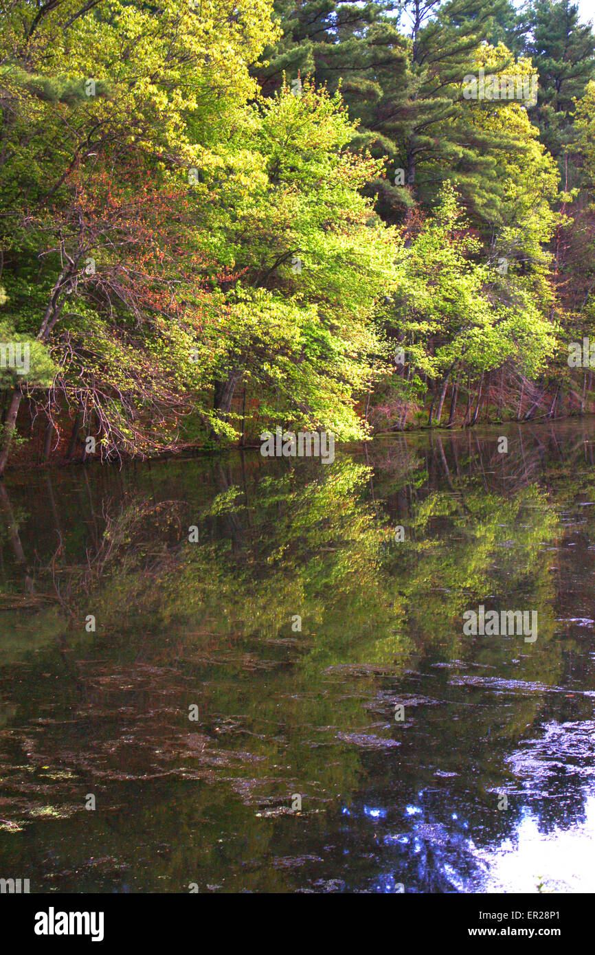 Reflection of leaves hi-res stock photography and images - Alamy