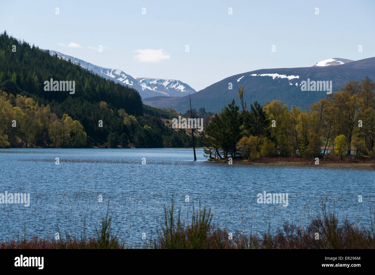 Loch Pityoulish in spring with Braeriach, Braigh Riabhach, in the ...