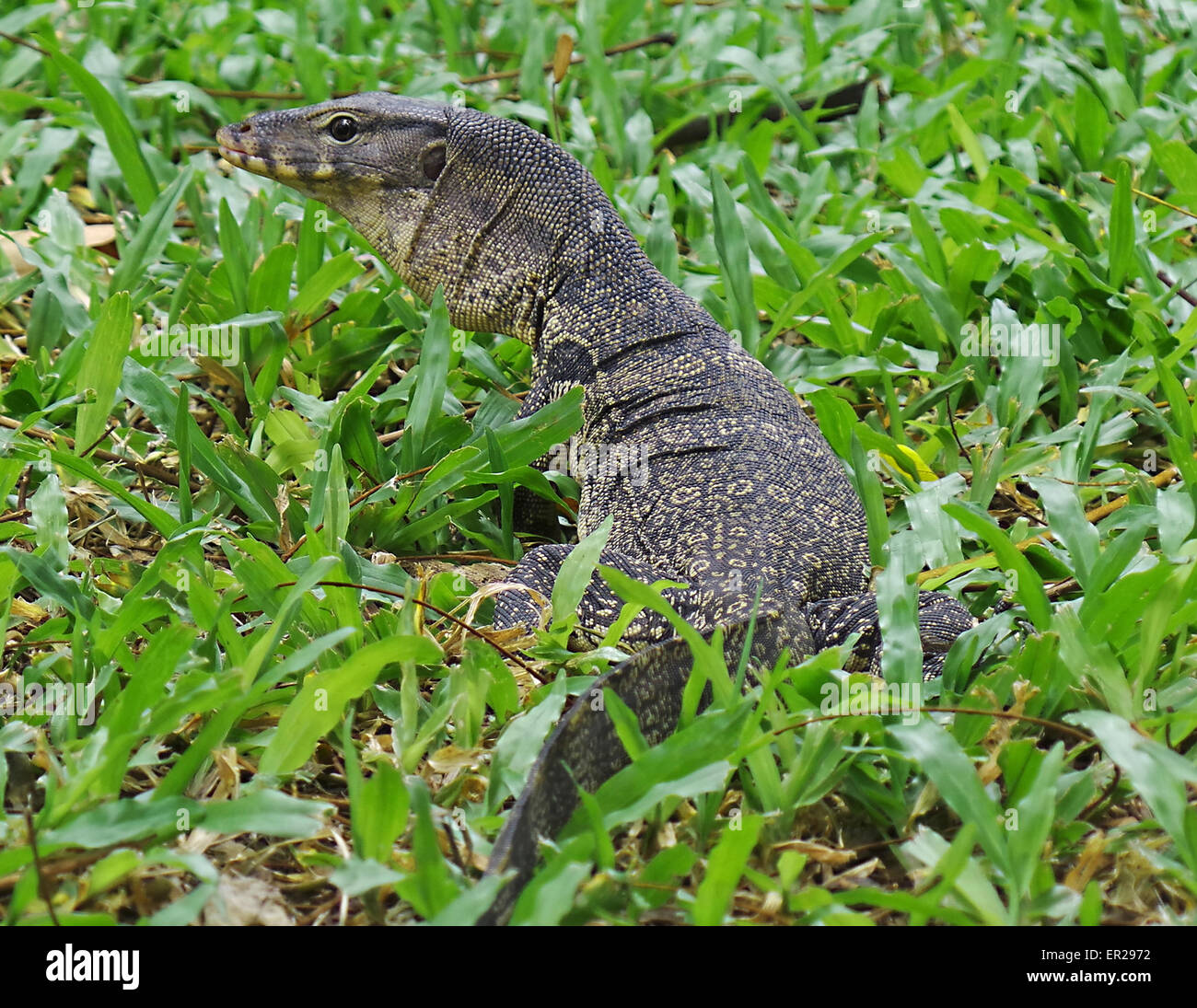 Monitor lizard in park Stock Photo - Alamy