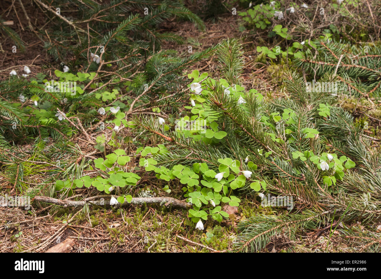 Wood sorrel conifer woodland High Resolution Stock Photography and ...