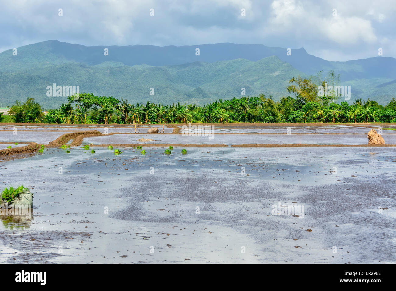 Irrigated rice field hi-res stock photography and images - Alamy