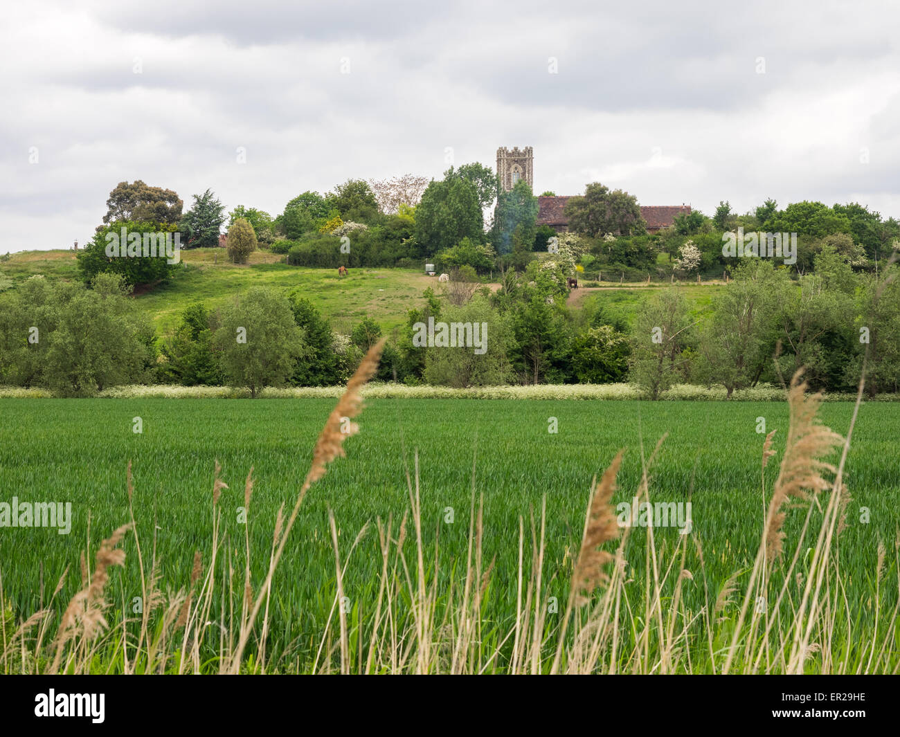 Greenery view Parish of Chadwell St Mary Church of St Mary The Virgin ...