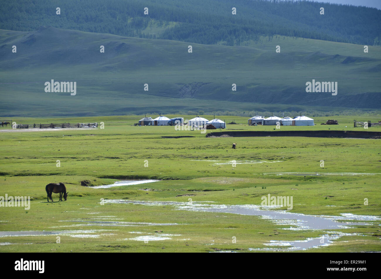 Yurts in a valley in the Arhangay province, Mongolia Stock Photo - Alamy