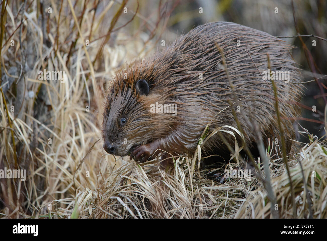 a young beaver in the grass eating Stock Photo - Alamy