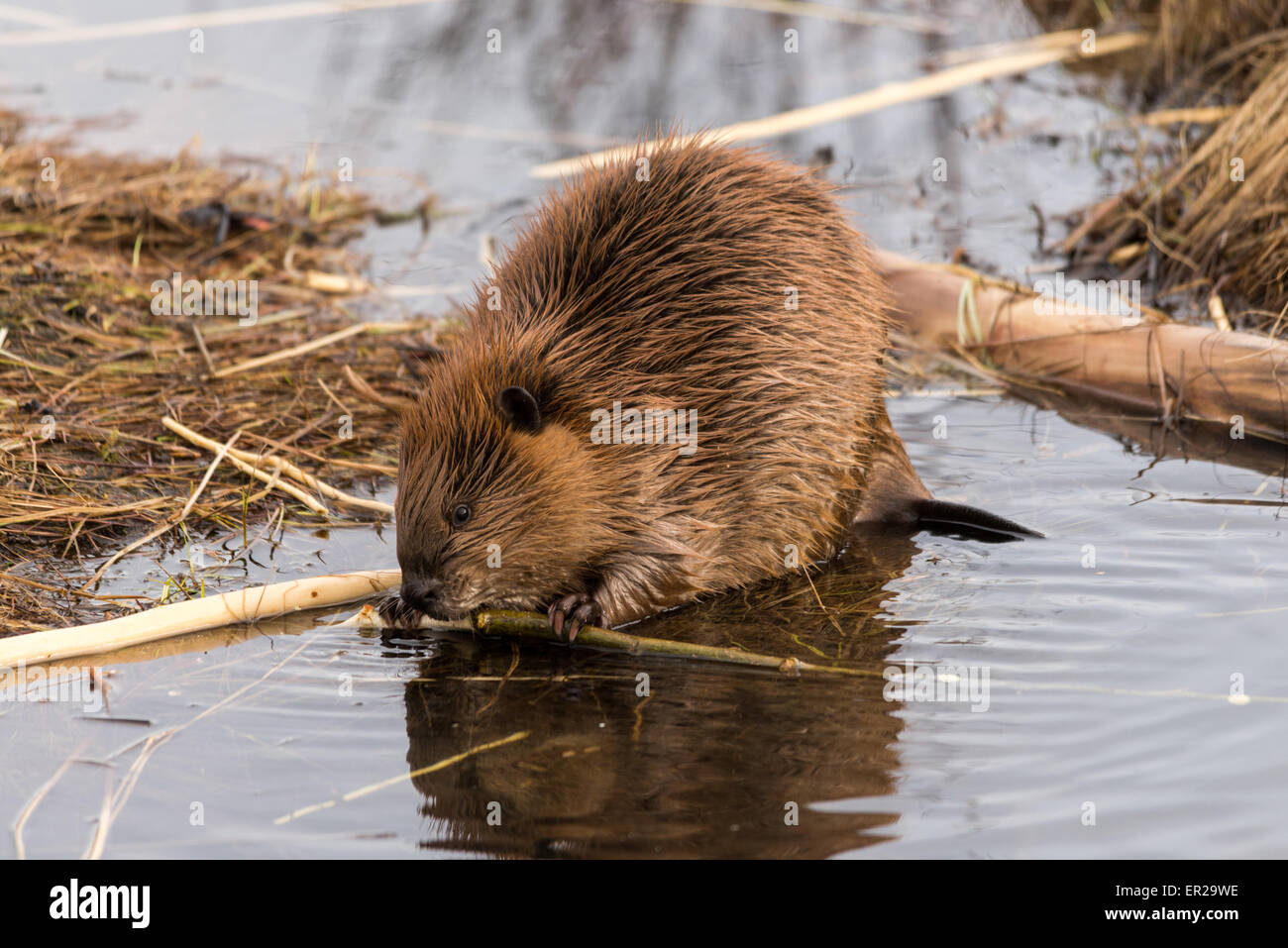 Beaver chewing branches hi-res stock photography and images - Alamy