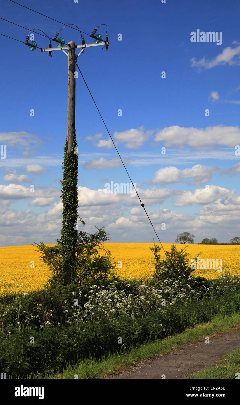 Rapeseed, also known as rape, oilseed rape rapa, rappi, rapaseed, is a ...