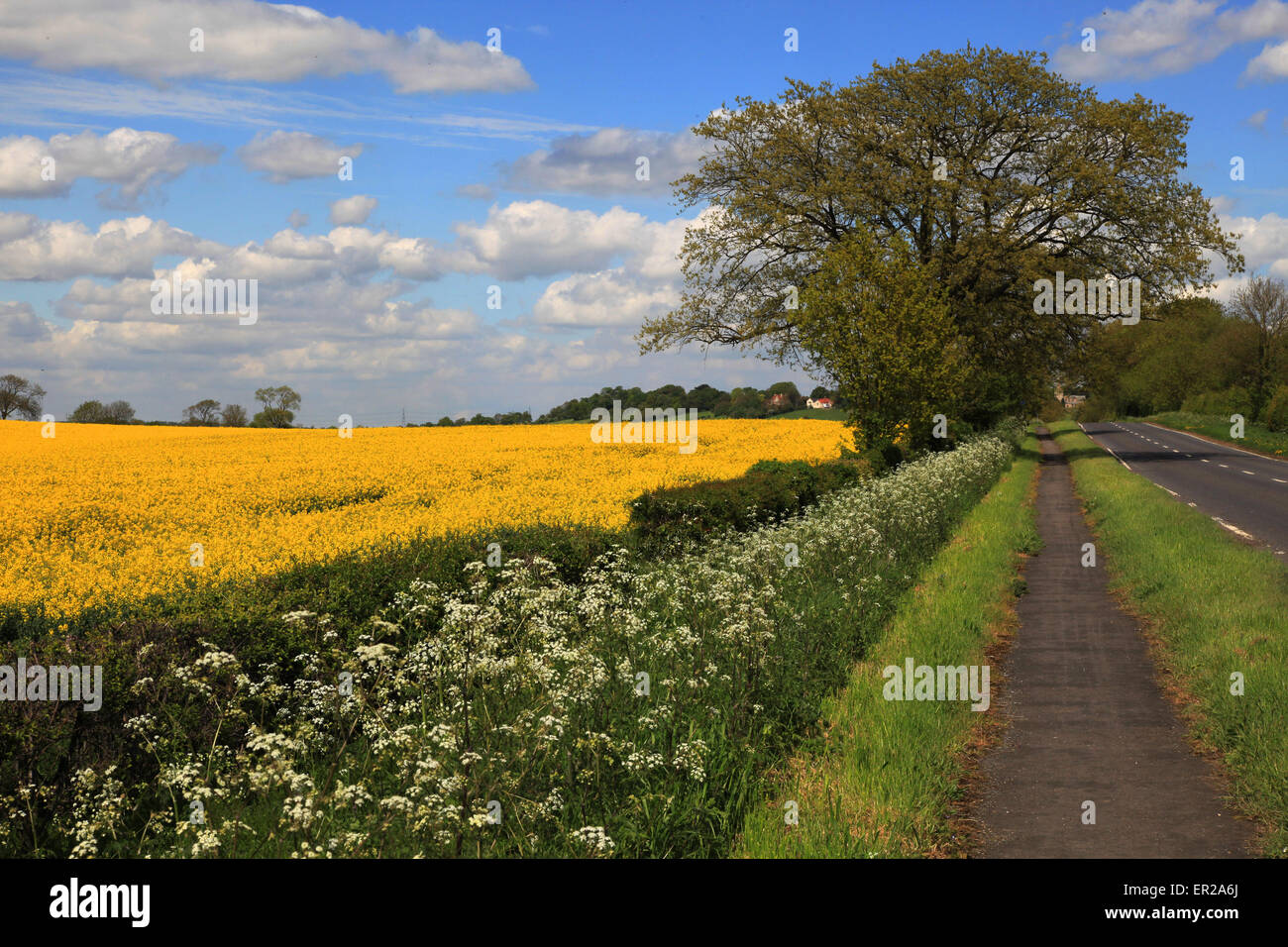 Rapeseed, also known as rape, oilseed rape rapa, rappi, rapaseed, is a ...