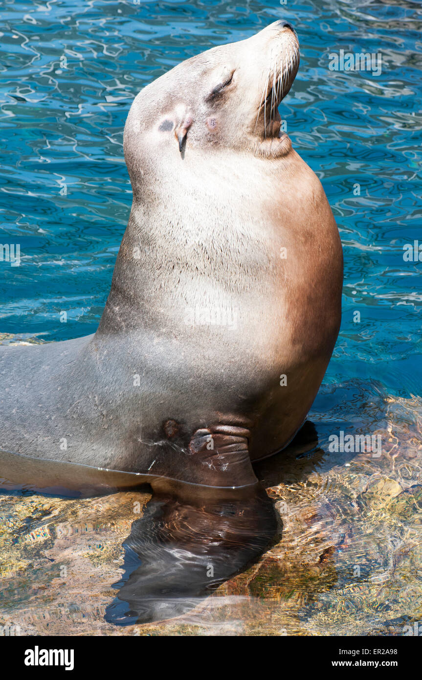 Animal with flippers hi-res stock photography and images - Alamy