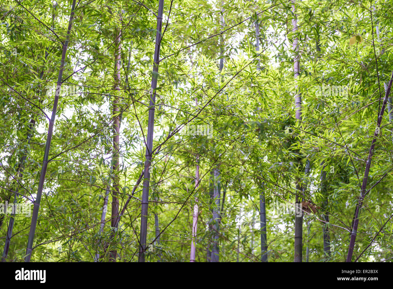 The flourish bamboo forest with glorious morning sunshine Stock Photo ...
