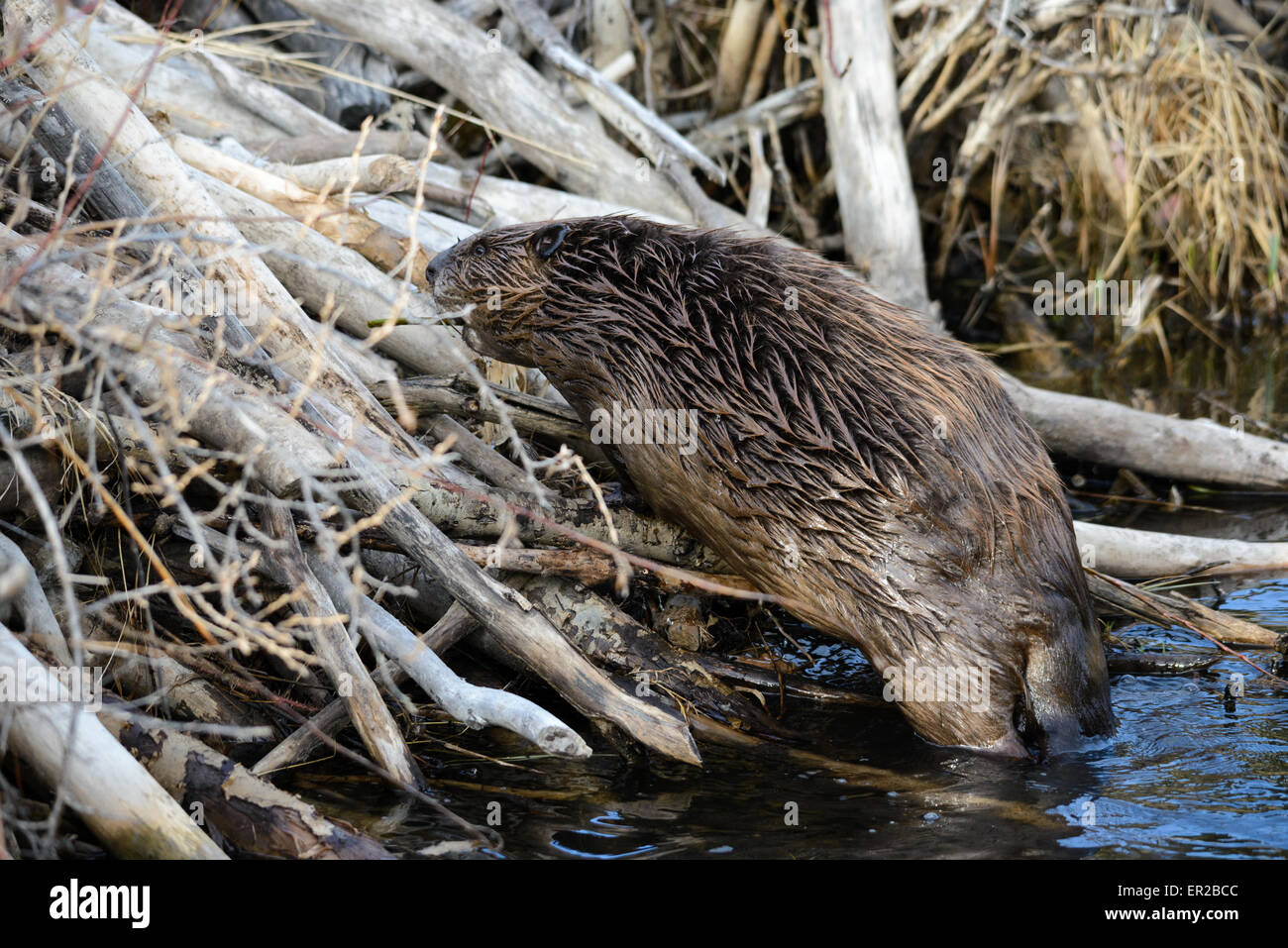 Canadian beaver beaver dam canadensis hi-res stock photography and ...