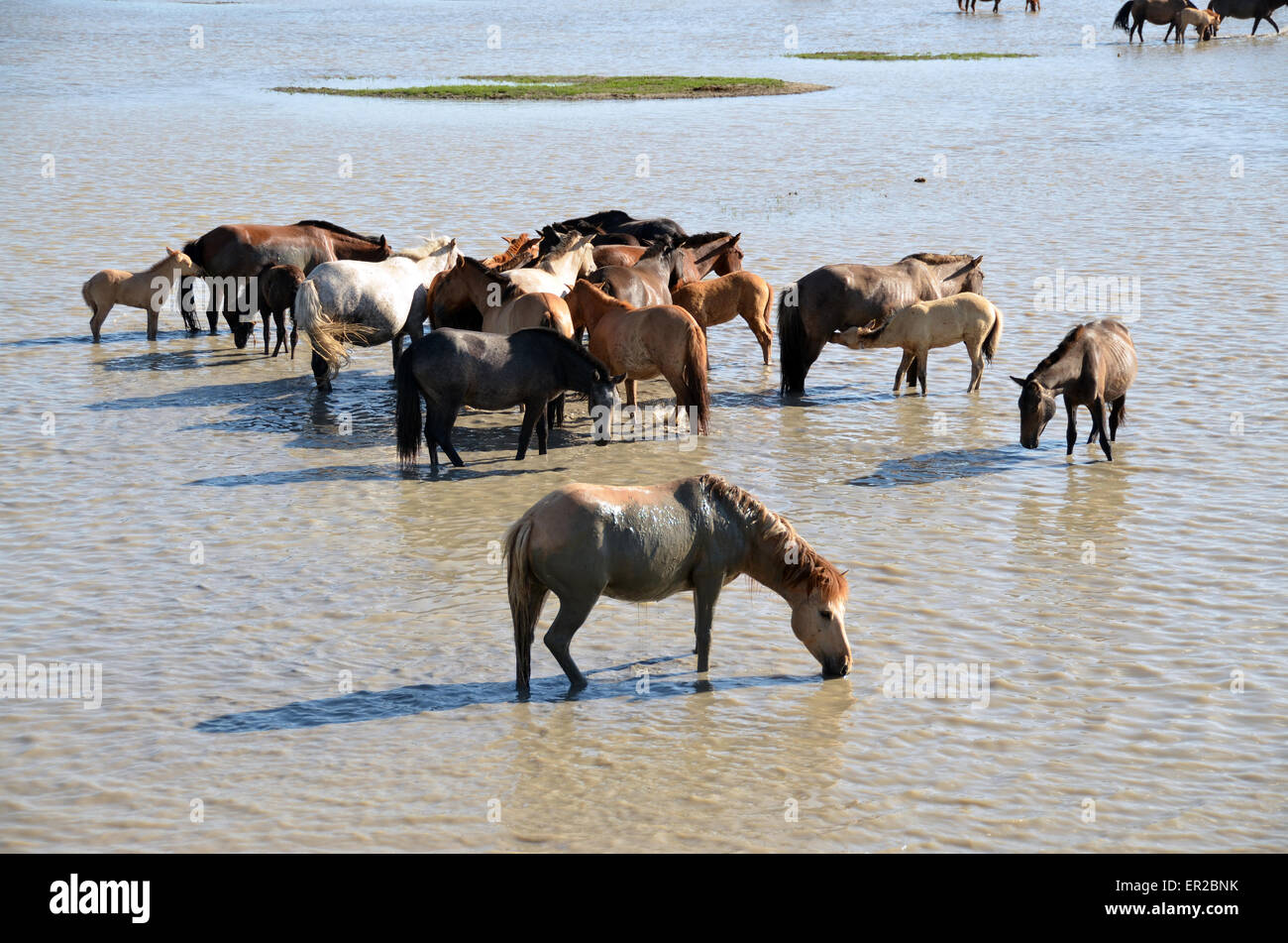 Province of arhangay hi-res stock photography and images - Alamy