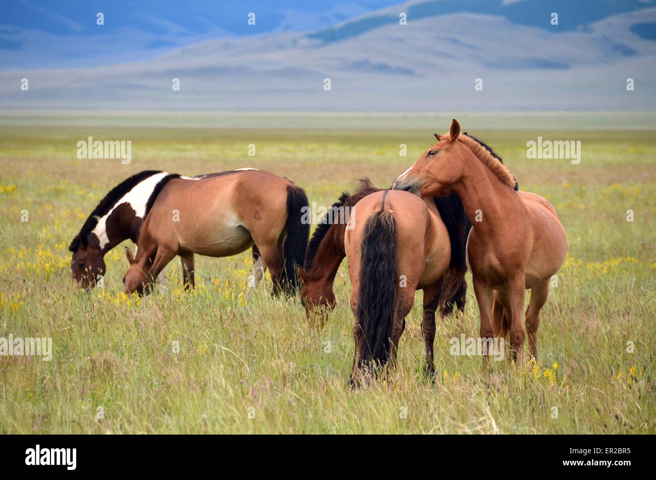 A herd of horses in the steppe in the Arhangay province, central ...