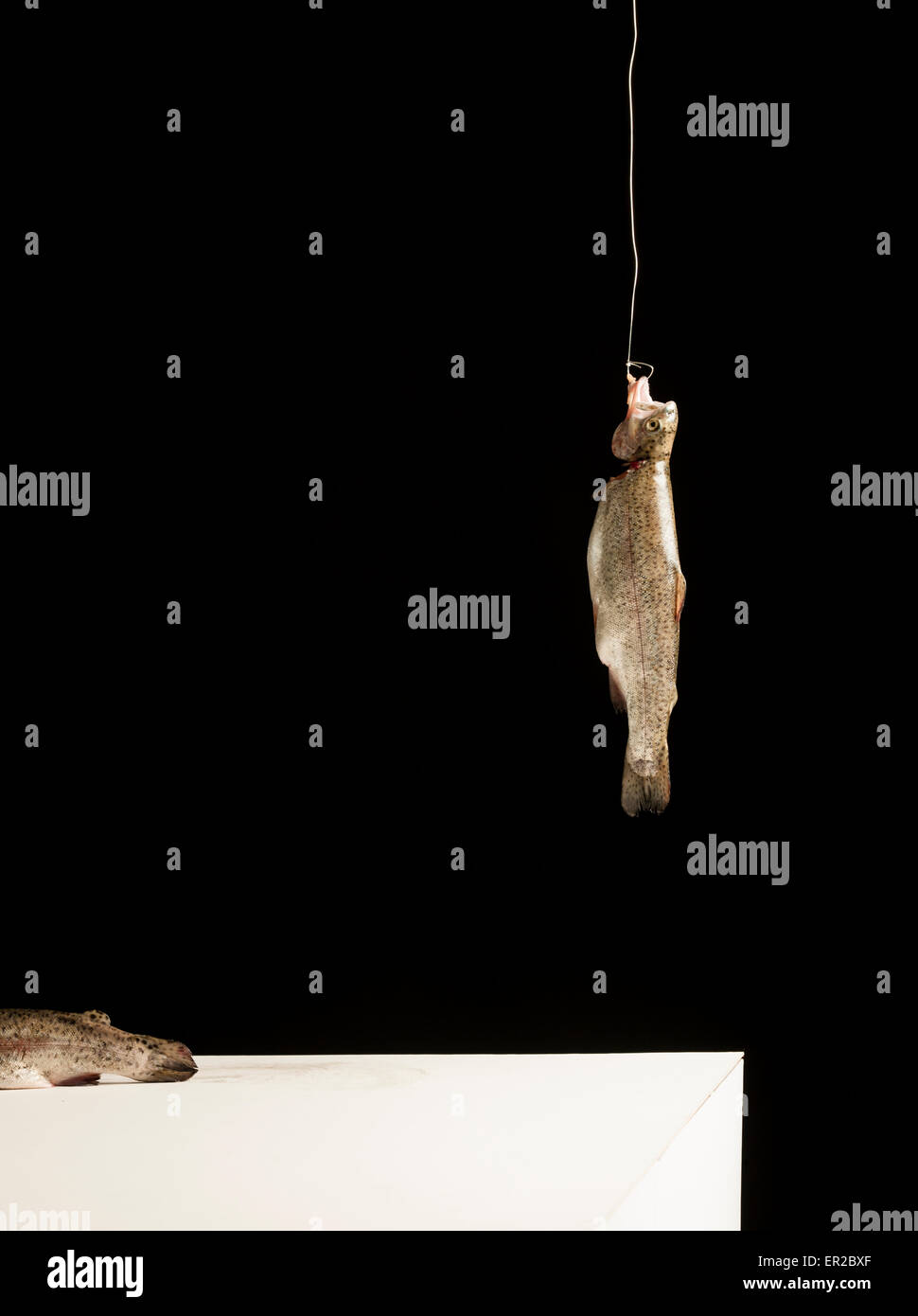 Still life photography of a fish hanging Stock Photo - Alamy