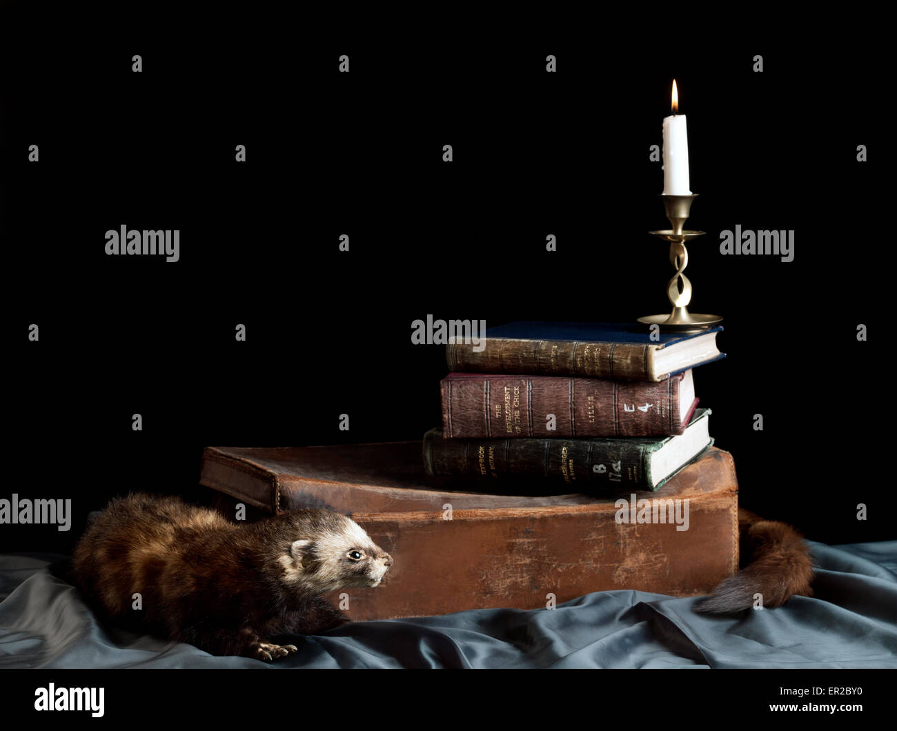 Mole chasing an animal Stock Photo - Alamy
