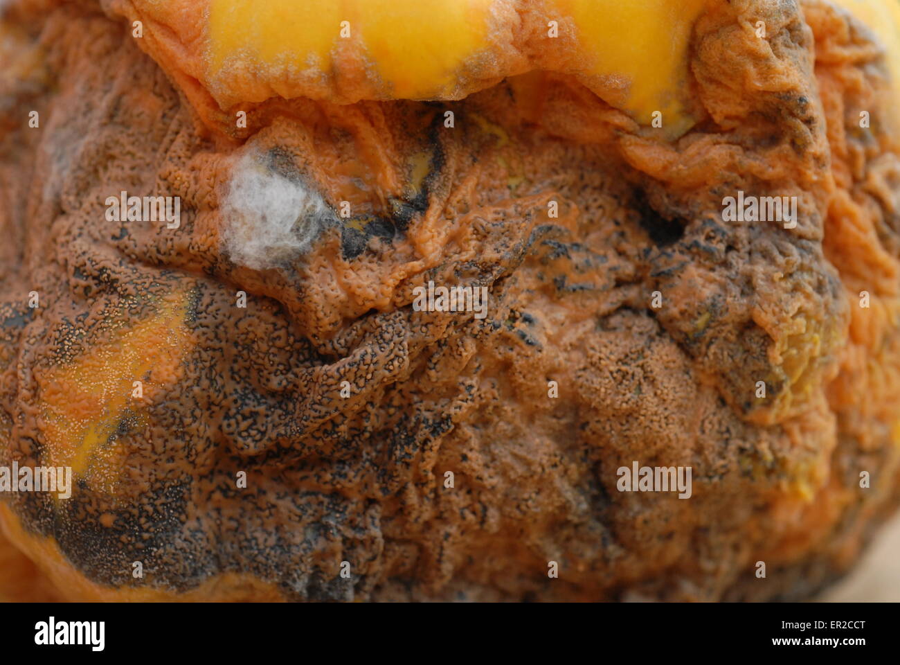 Mouldy vegetable hi-res stock photography and images - Alamy
