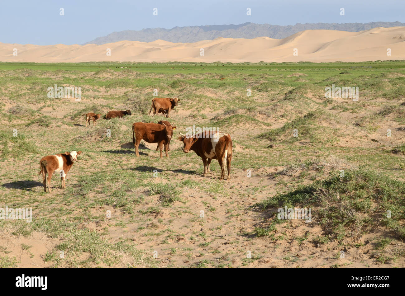 Cows in the Gobi desert, Bayanhongor province, southern Mongolia with ...