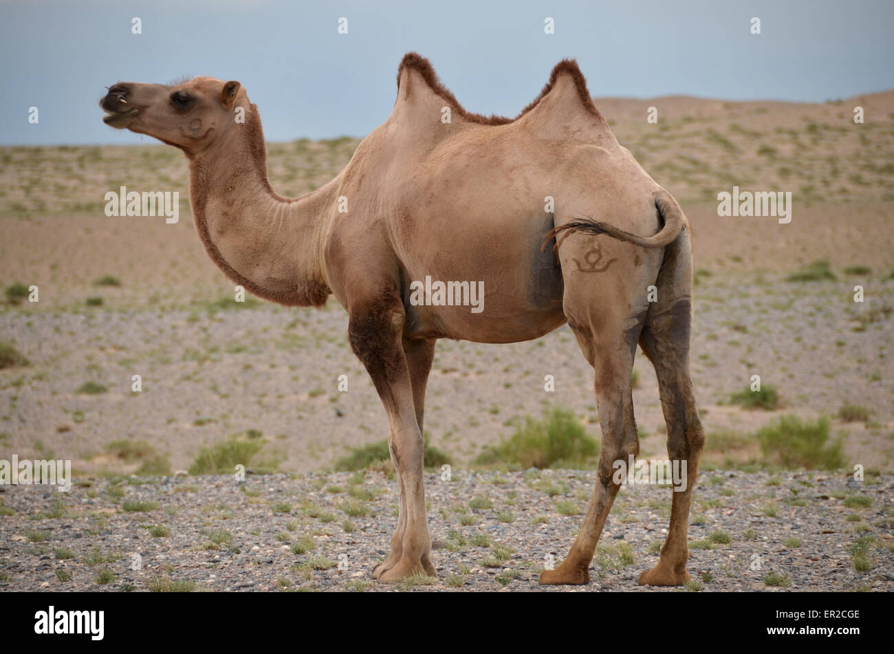 Southern gobi province hi-res stock photography and images - Alamy