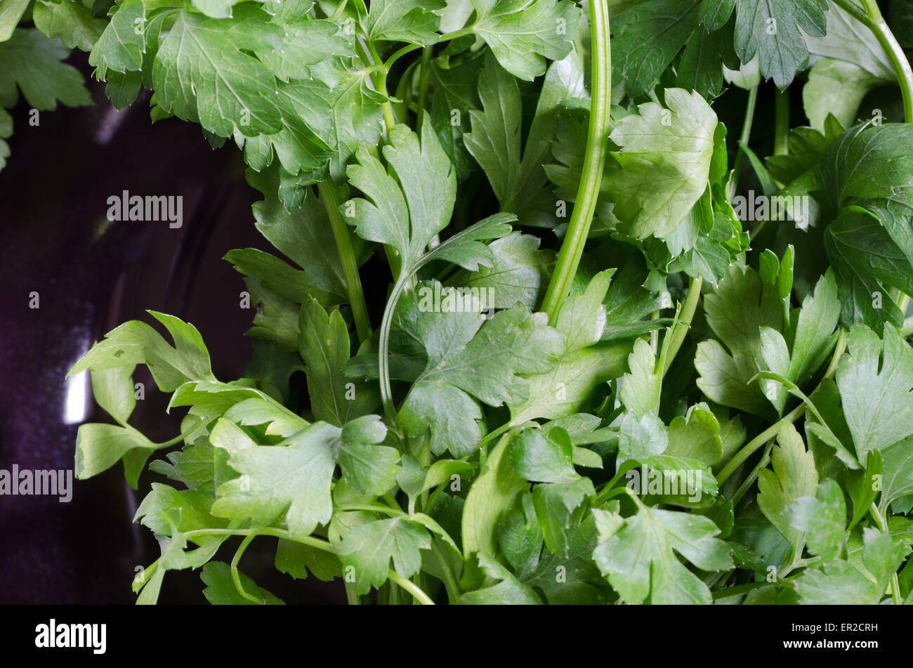 closeup to green parsley leaves Stock Photo - Alamy