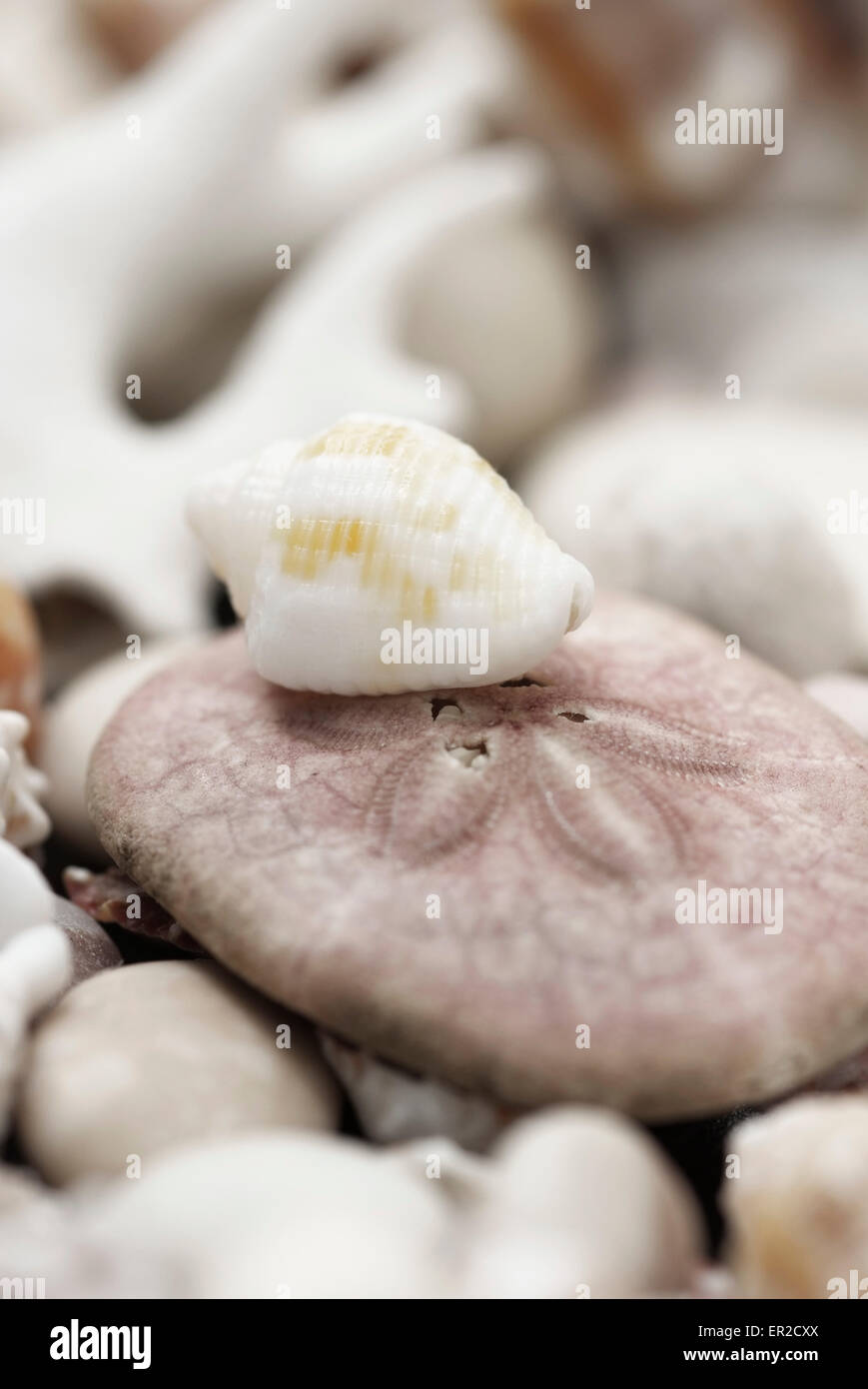 Macro of sea shells on a blurred background hi-res stock photography ...