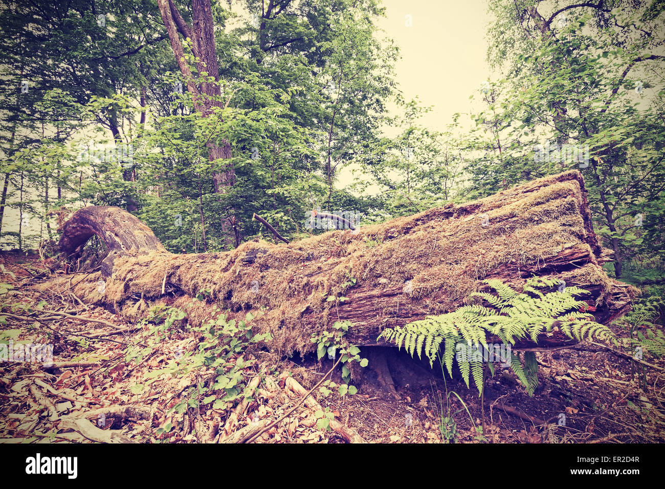 Vintage retro picture of old felled tree trunk lying in a forest Stock ...