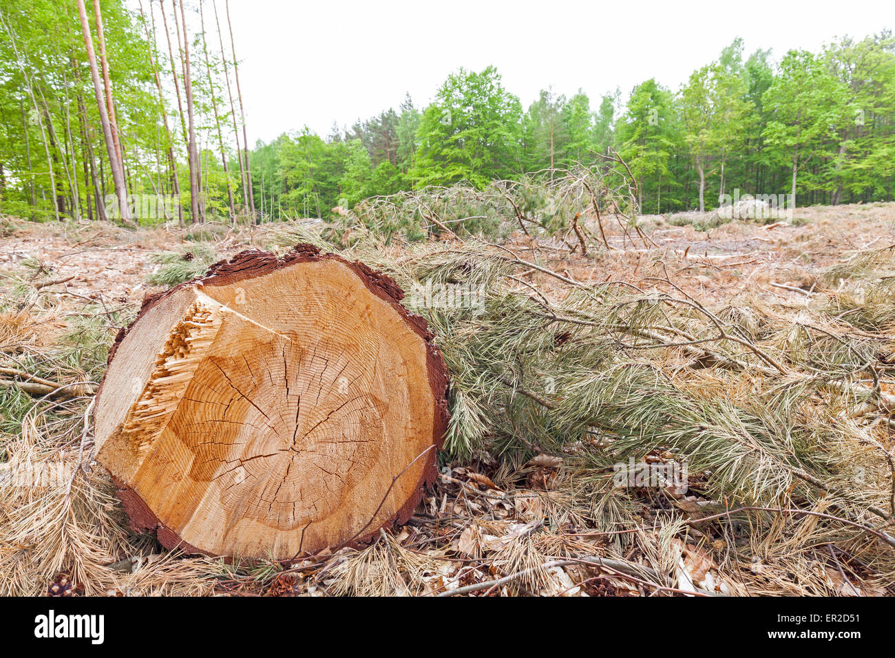 Tree stump on felled forest, deforestation process Stock Photo - Alamy