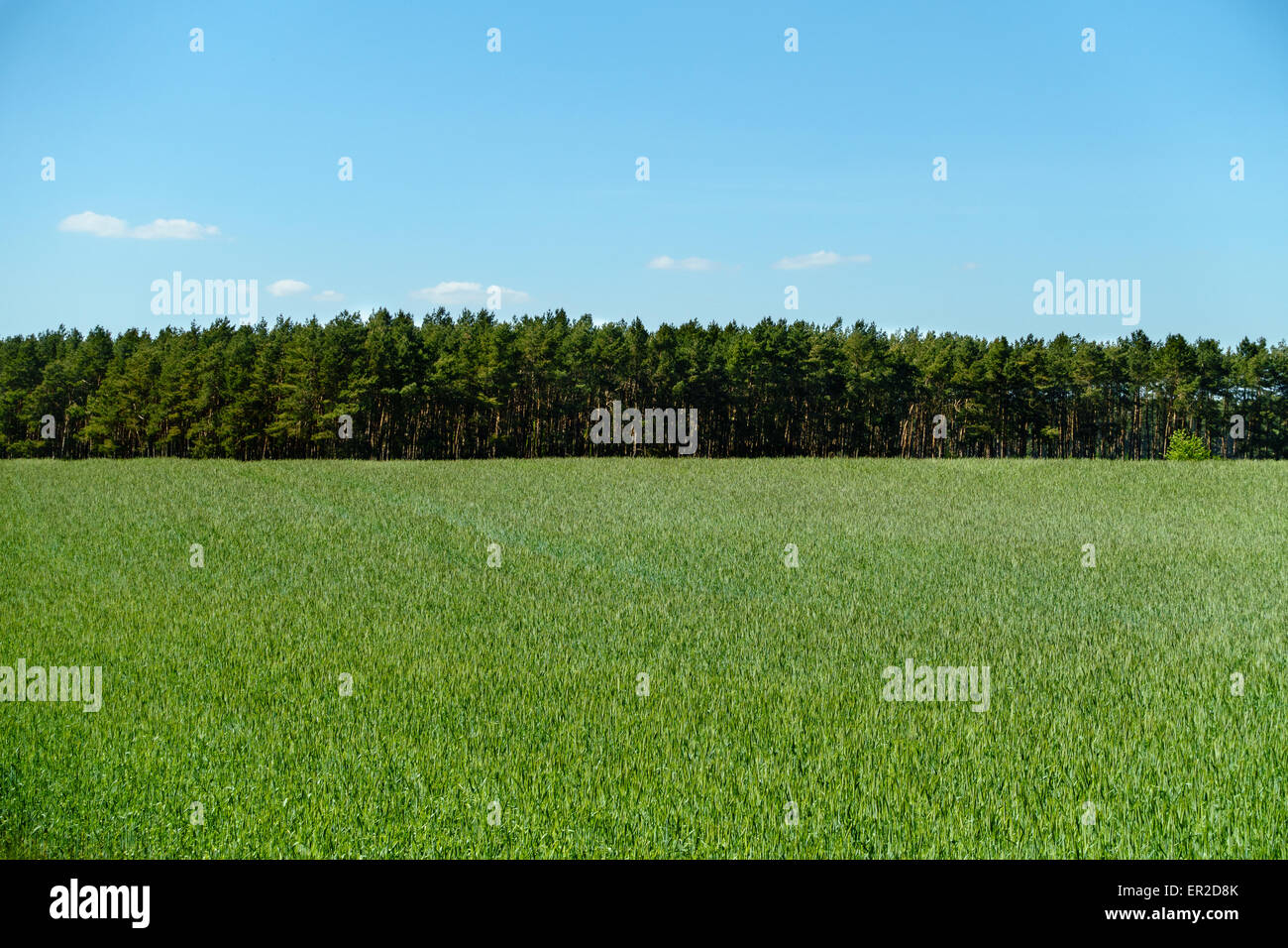 View across green wheat hi-res stock photography and images - Alamy