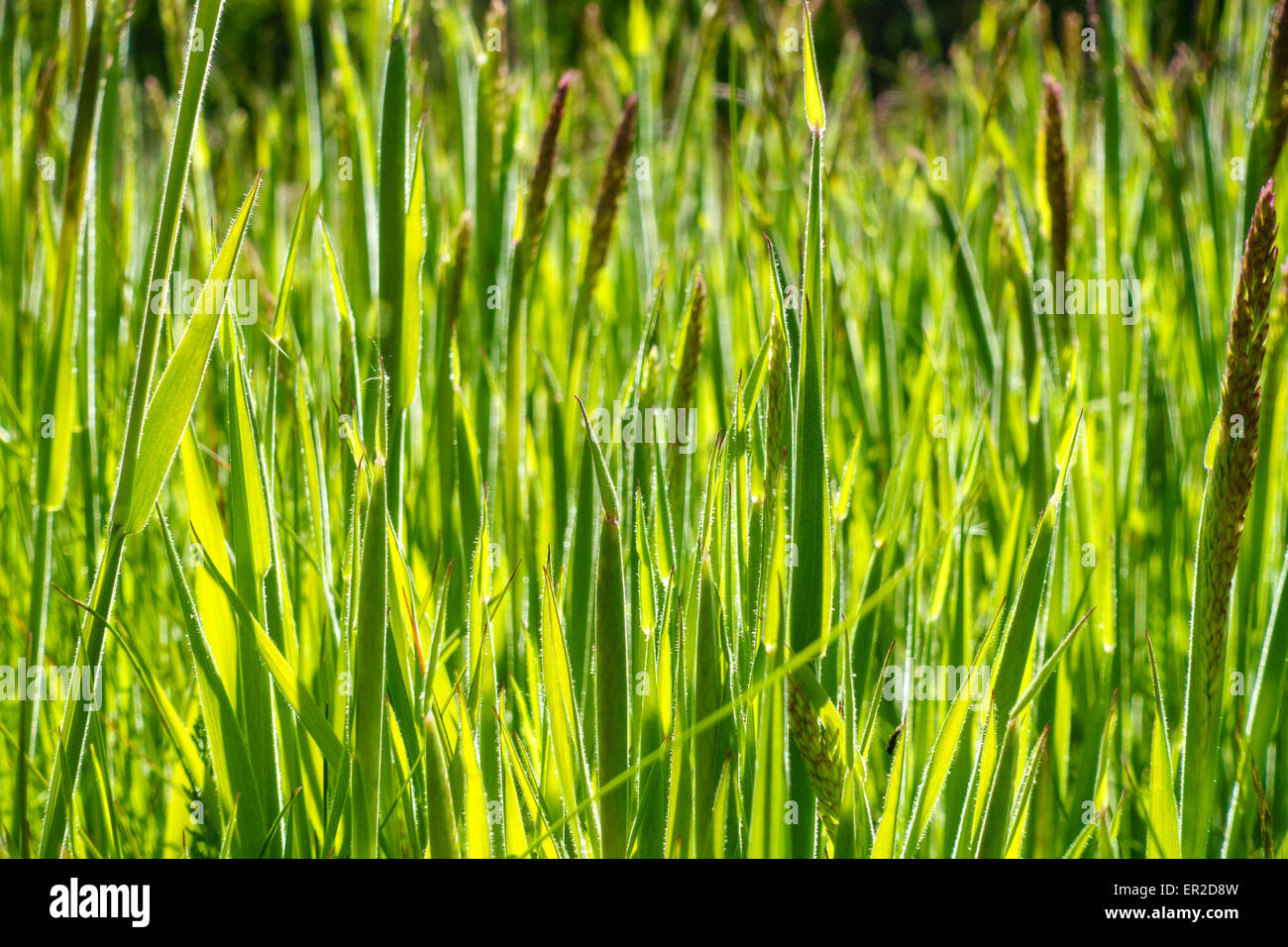 Closeup picture of sunlit green blades of grass Stock Photo - Alamy