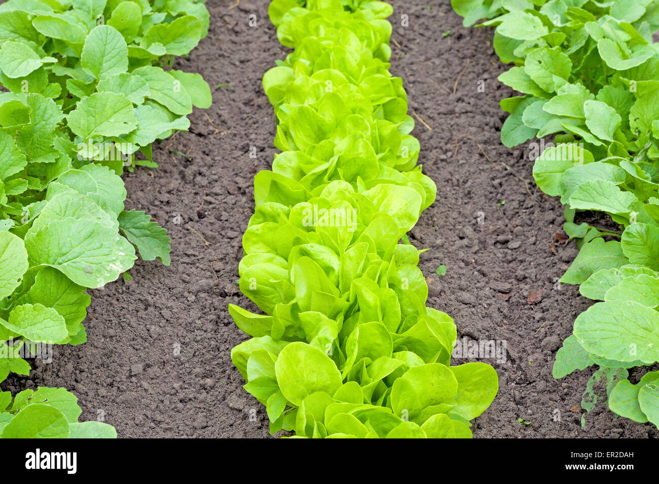 Rows of fresh lettuce plants Stock Photo - Alamy