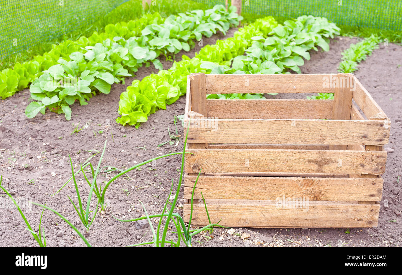 Natural harvest garden hi-res stock photography and images - Alamy
