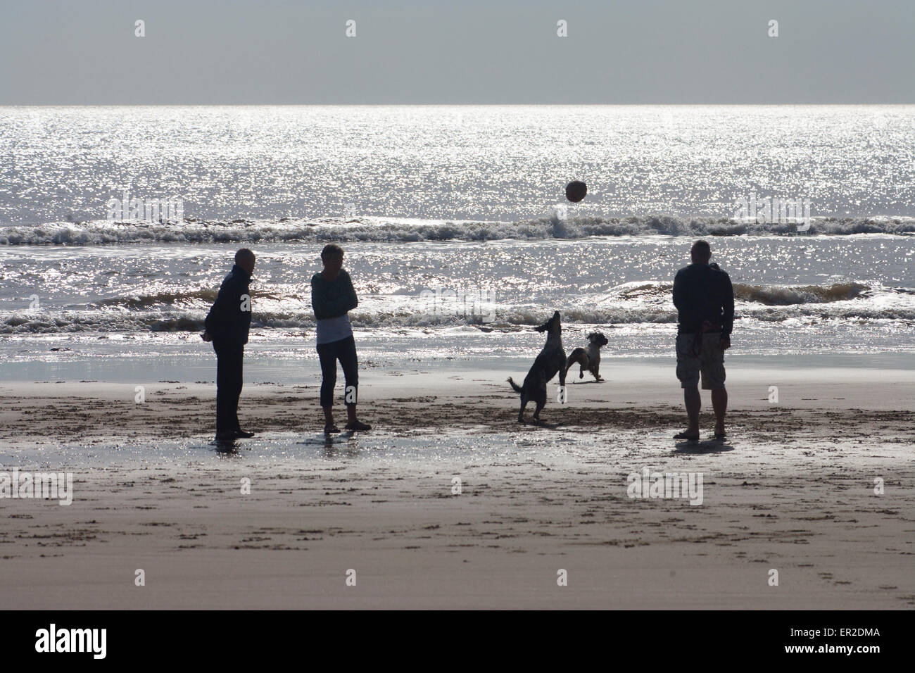 gossiping talking Silhouette Dog Walkers against sun on water Compton ...
