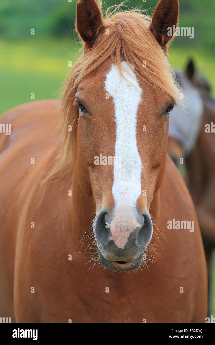 Content horse hi-res stock photography and images - Alamy