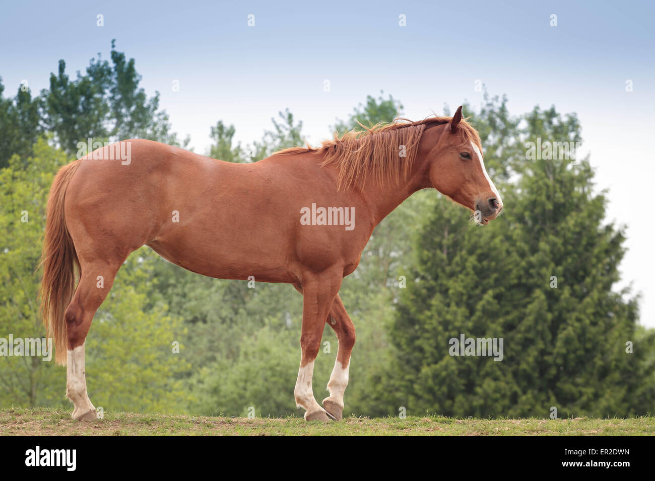 Ranch portrait hi-res stock photography and images - Alamy