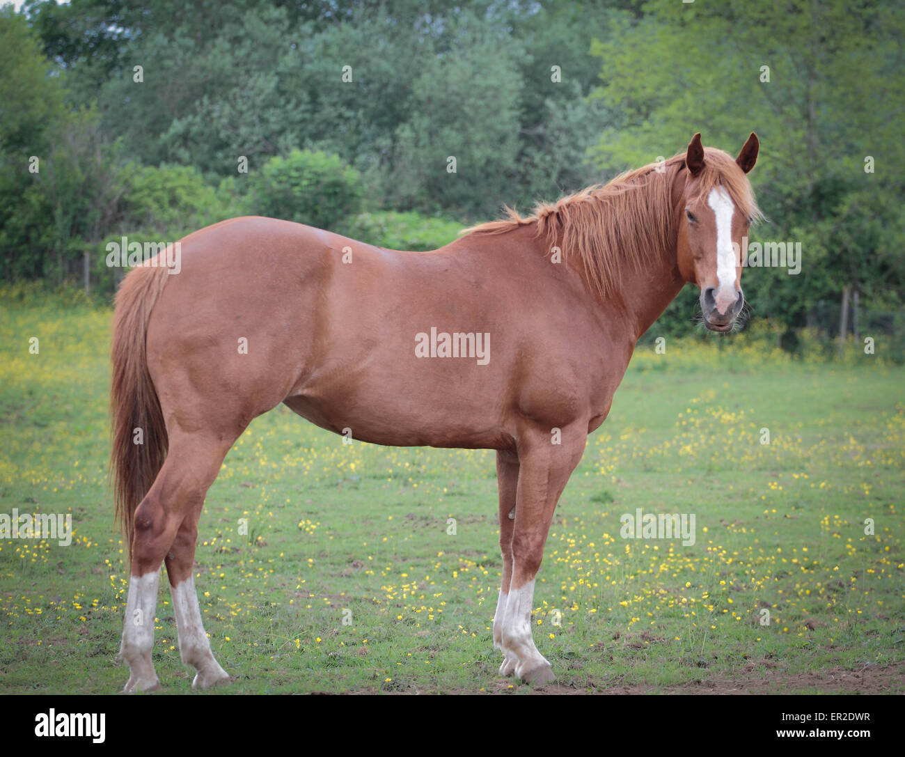 Horse standing in a field Portrait Stock Photo - Alamy