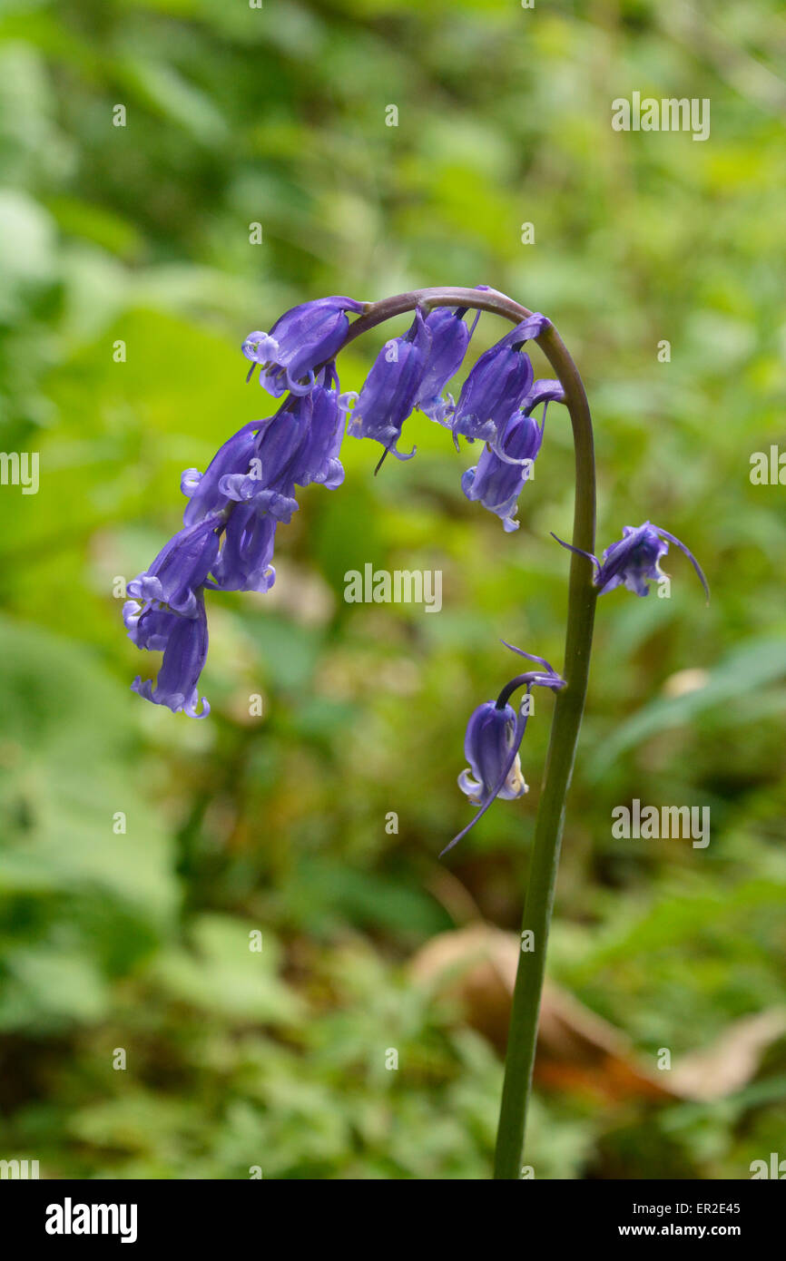 Scilla nutans hi-res stock photography and images - Alamy