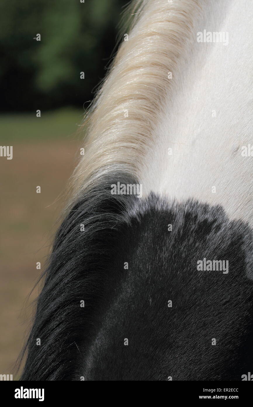 Pinto horse hi-res stock photography and images - Alamy